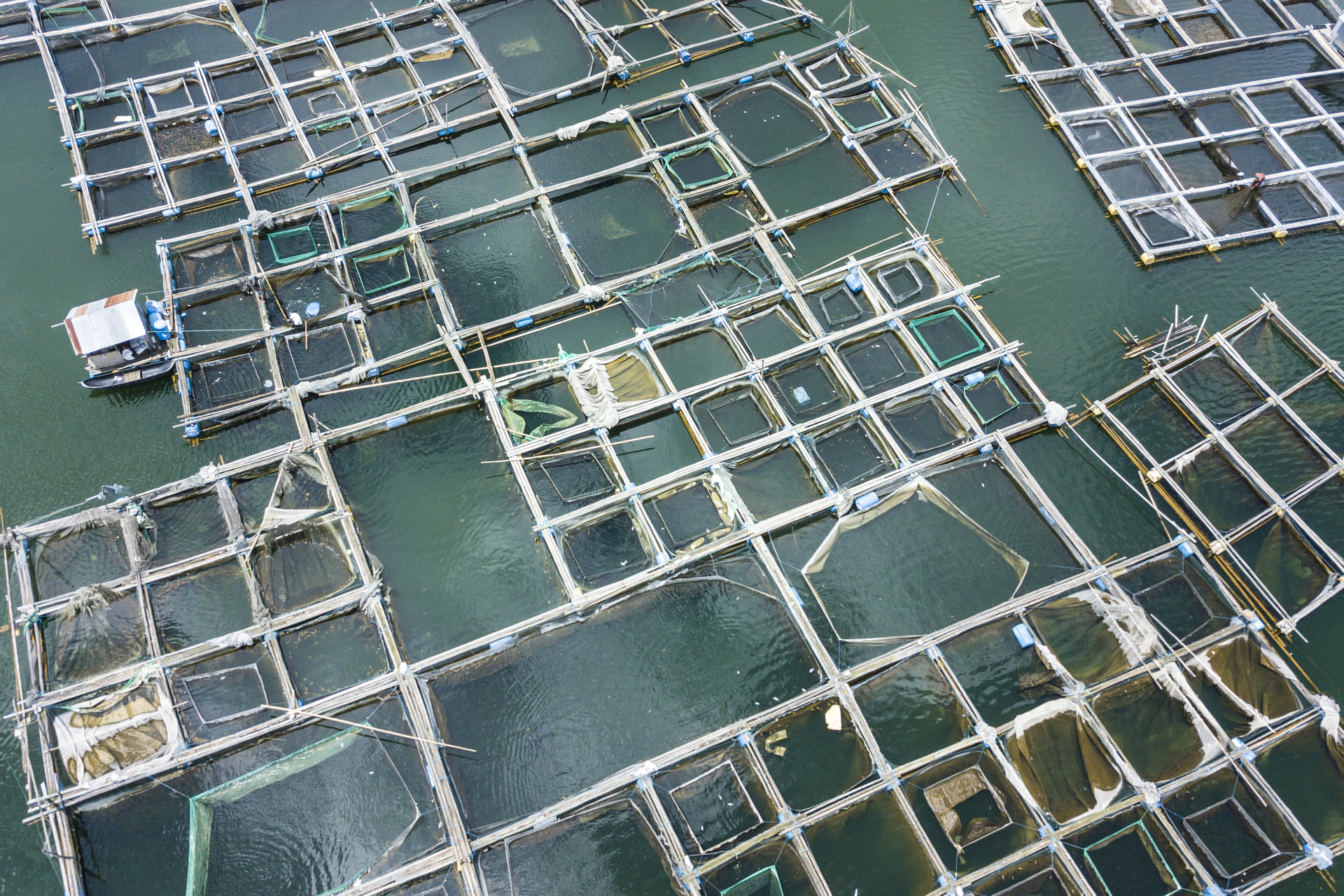 Biosecurity solutions | Better animal welfare | LANXESS