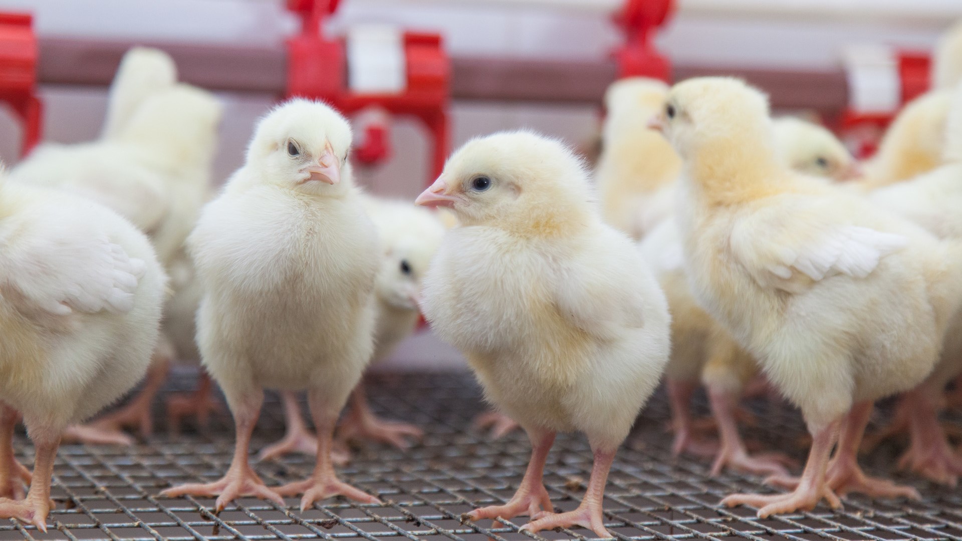 Disinfectants | Biocides | LANXESS