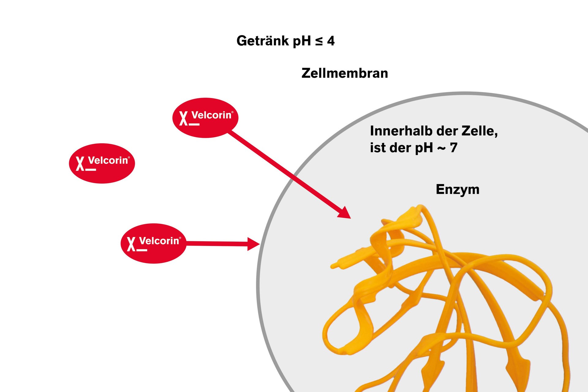 Velcorin® | Mikrobiologischer Schutz für Getränke | LANXESS