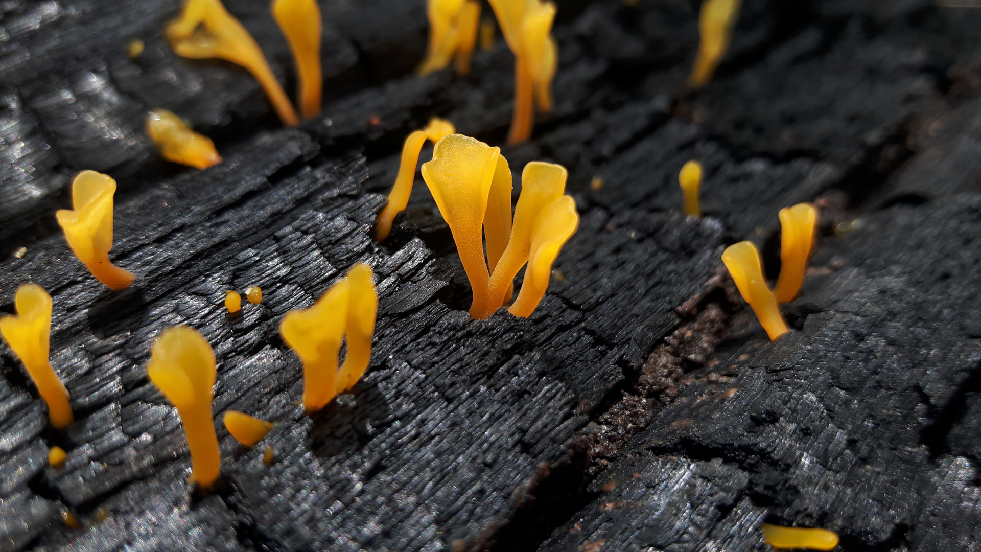 Biocides for Wood Protection | LANXESS